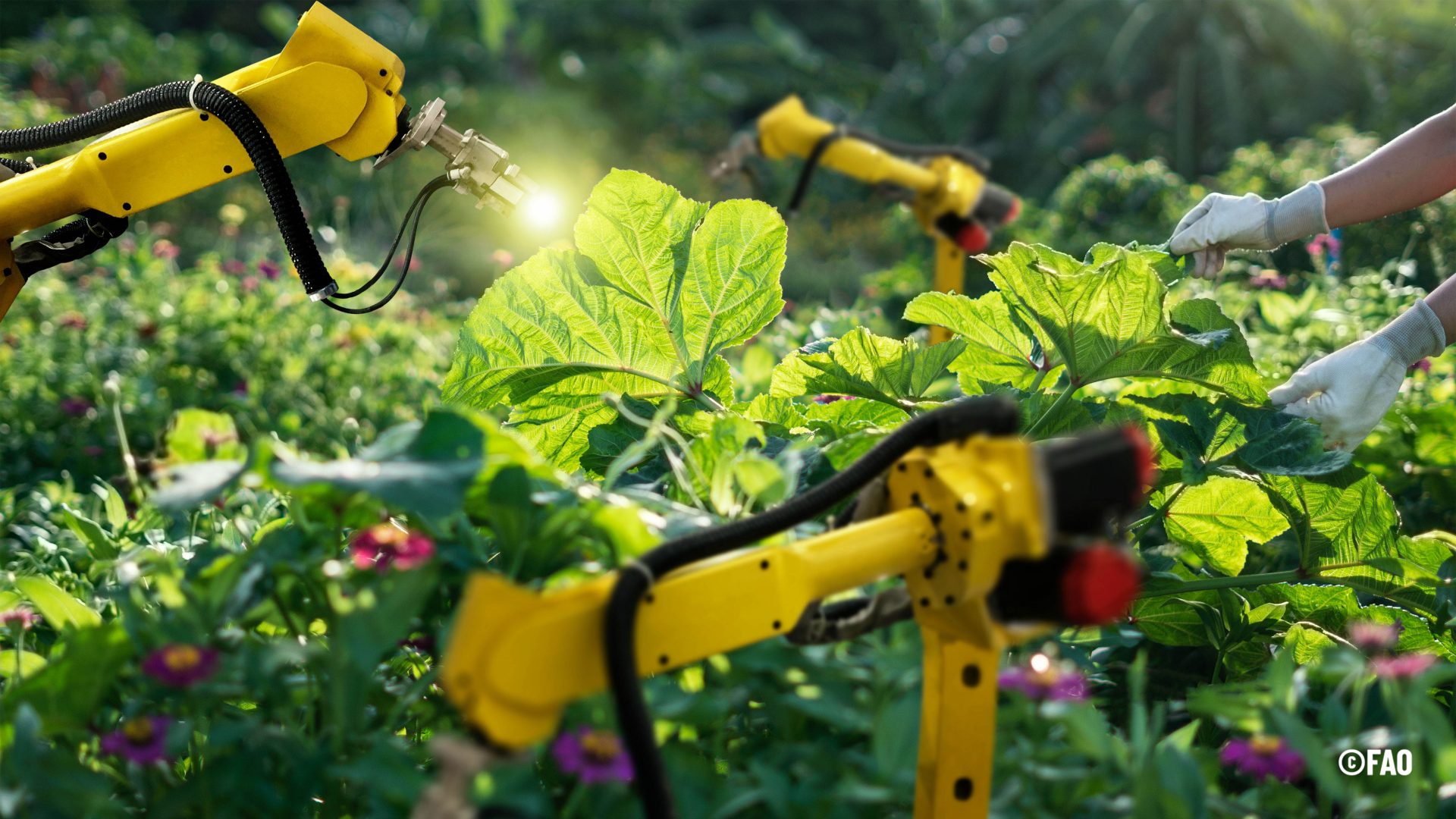 FAO report analyses how automation in agriculture is helping to ...