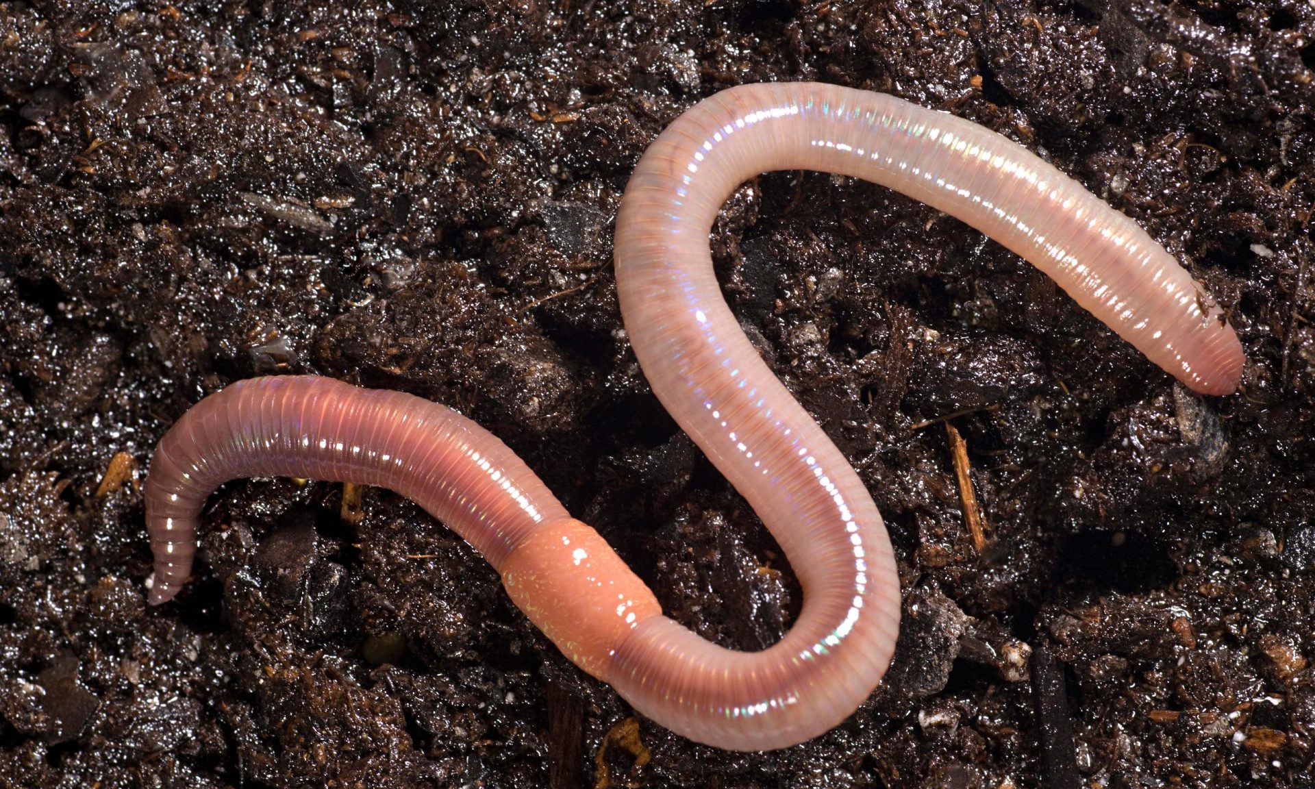 The contribution of earthworms in Agriculture - Asberth News Network