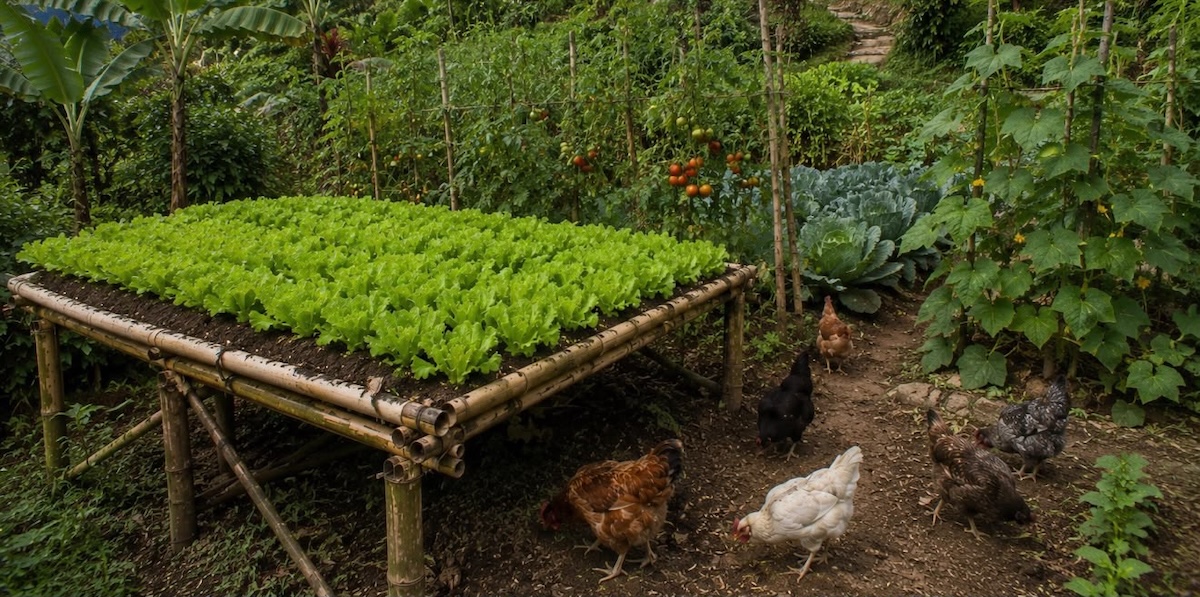 Where Have the Lettuce Beds Gone? - Asberth News Network